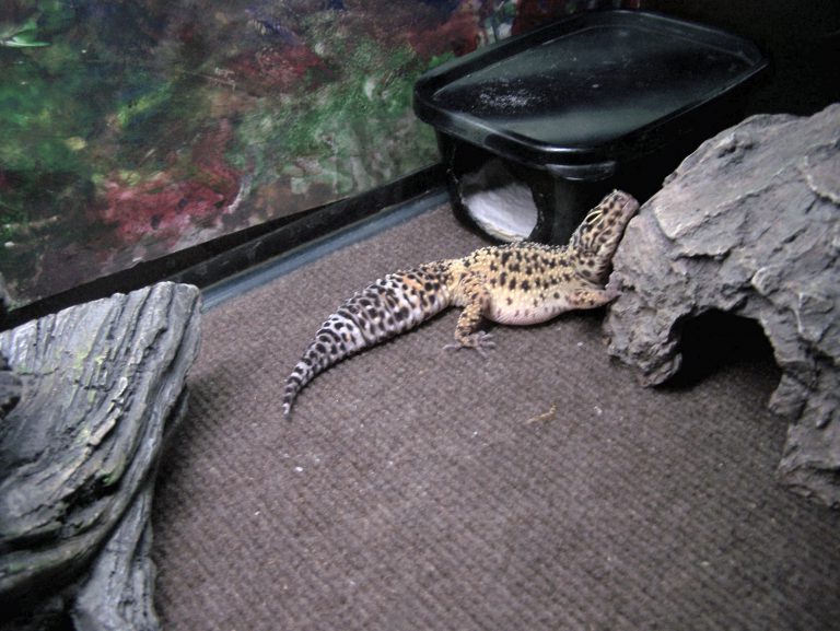 Beloved Gecko: Spider - Gecko Time