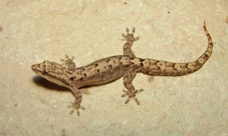 How do Geckos Determine Sex? - Gecko Time