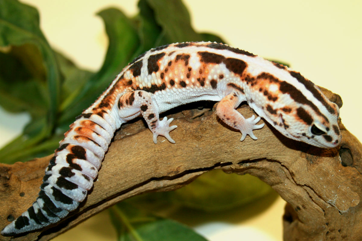 Gecko Time 10th Anniversary! - Gecko Time