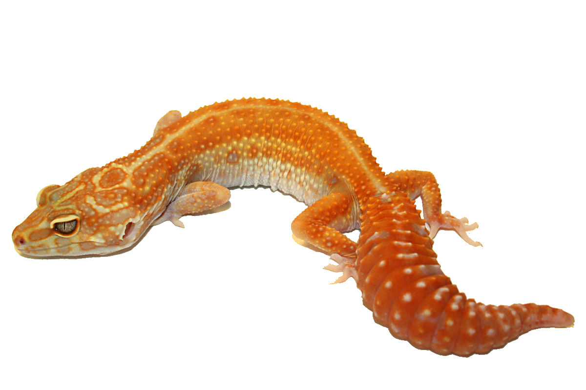 Gecko Time 10th Anniversary! - Gecko Time