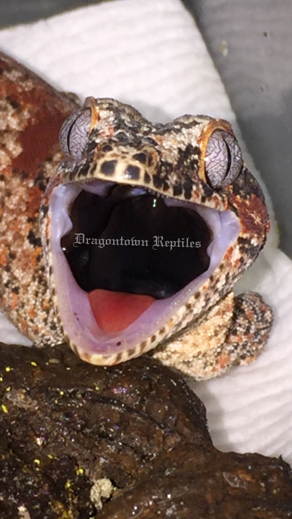 Gecko Time 10th Anniversary! - Gecko Time