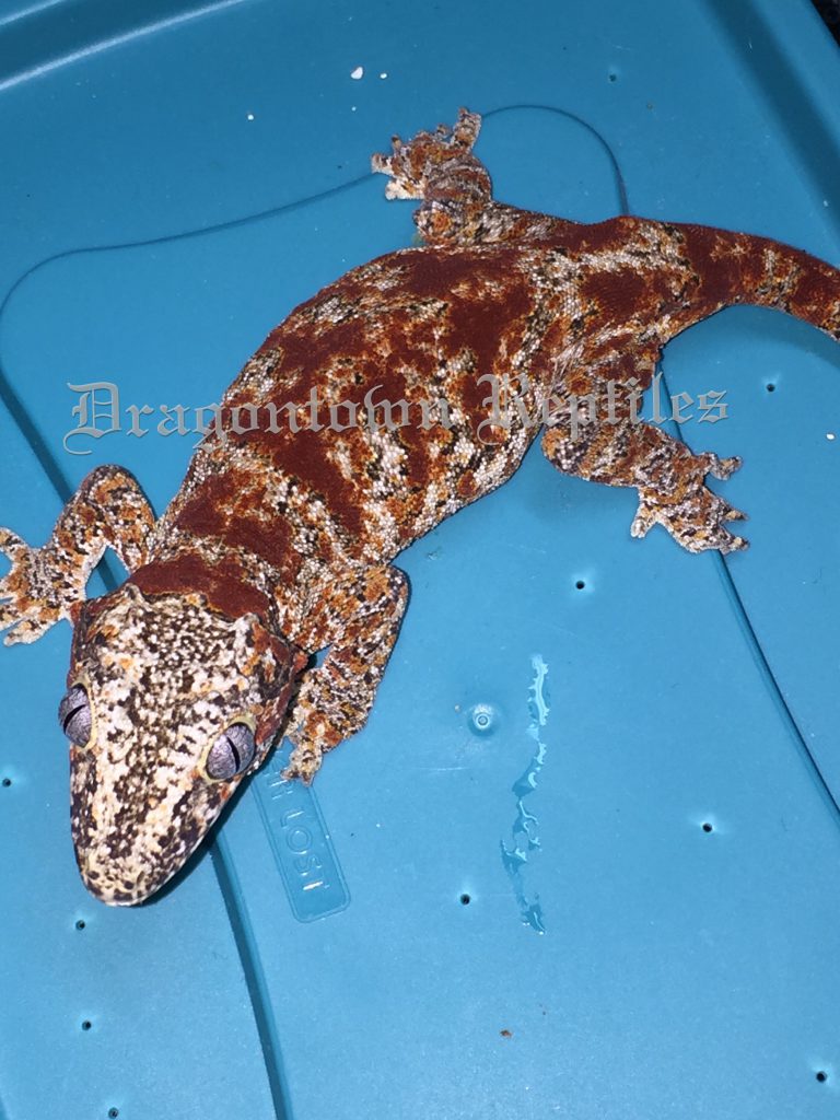 Gecko Time 10th Anniversary! - Gecko Time