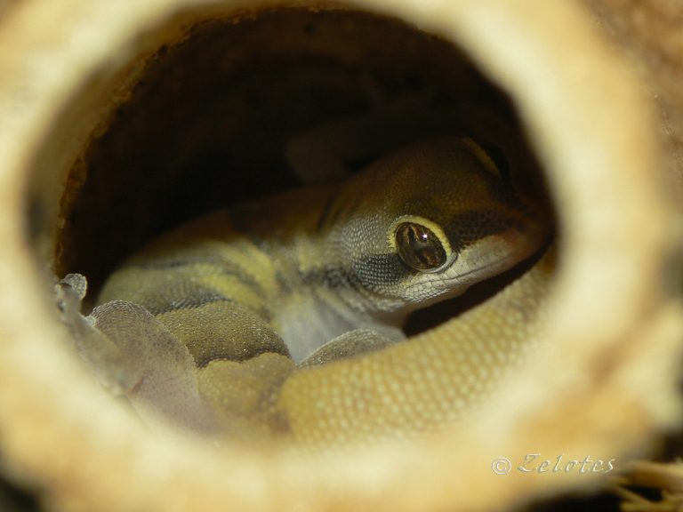 Microgecko persicus euphorbiacola﻿ Adventure - Gecko Time