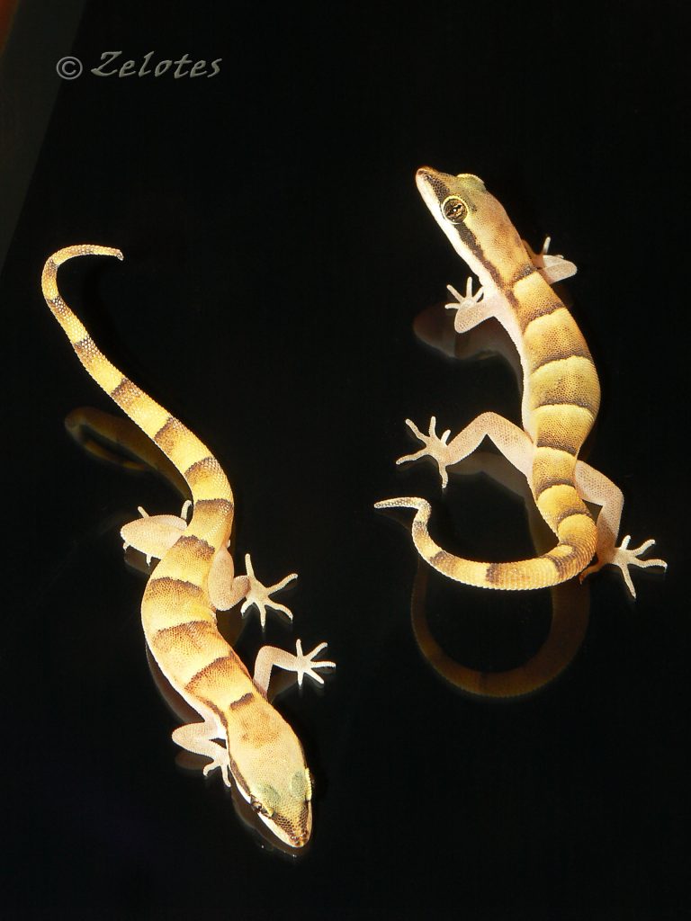 Microgecko persicus euphorbiacola﻿ Adventure - Gecko Time