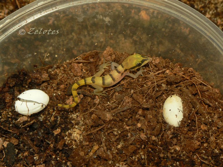 Microgecko persicus euphorbiacola﻿ Adventure - Gecko Time