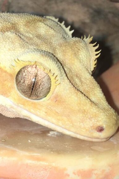 What to do when your pet gecko is shedding - Gecko Time