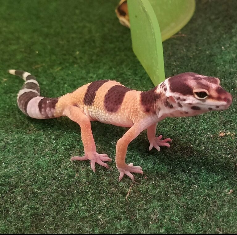 What to do when your pet gecko is shedding - Gecko Time