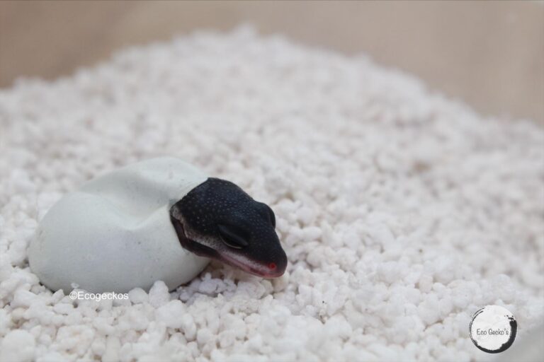 Black Night Leopard Geckos: Interview with Jayden Coleman of Eco Geckos ...