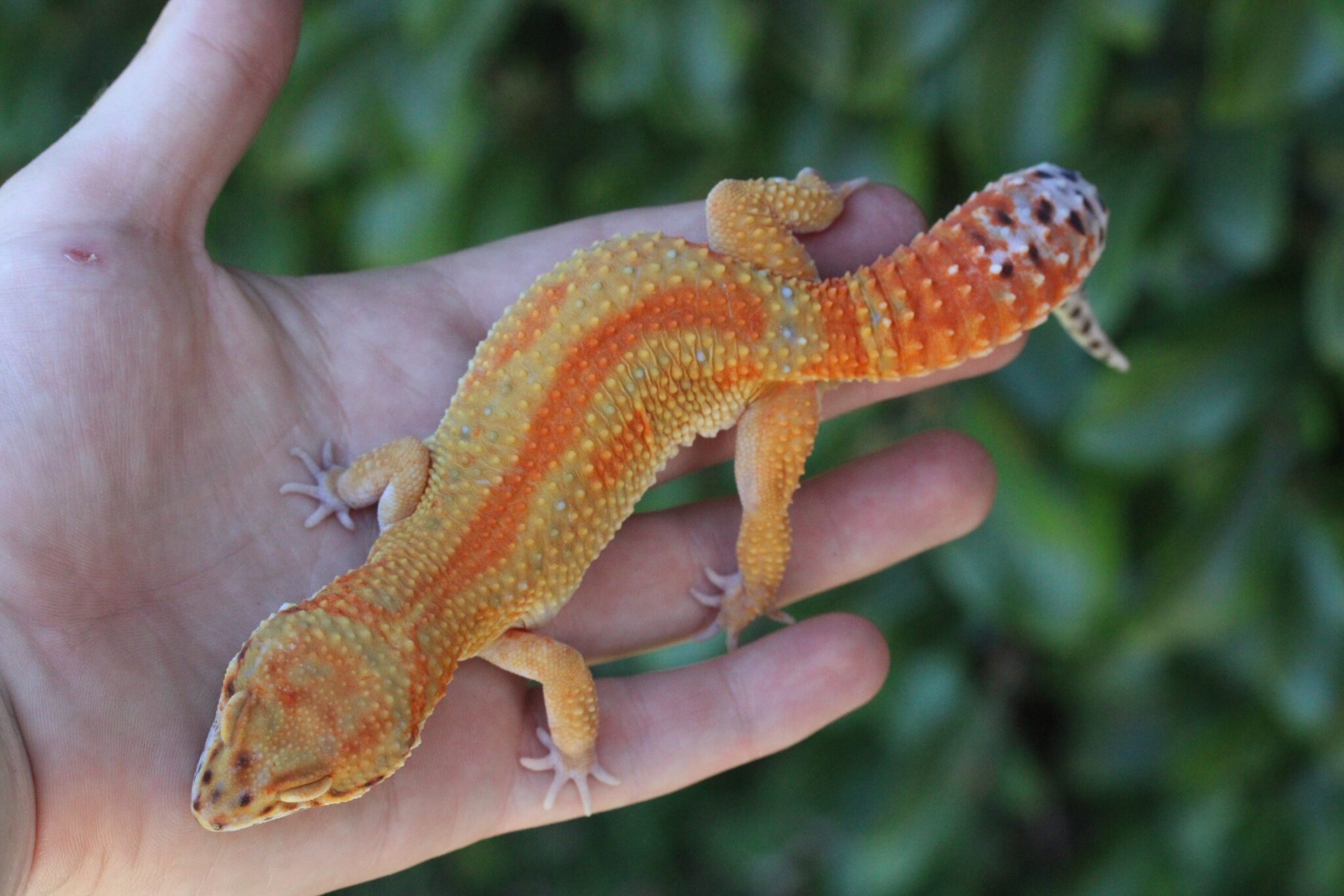 Nicholas Voorhees of NVGeckos - Gecko Time