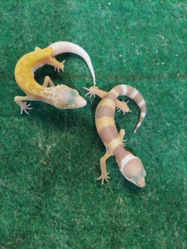 The Natural History of the Gecko - Gecko Time