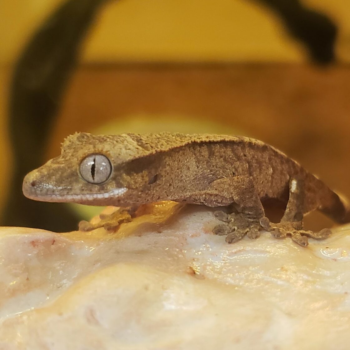 The Natural History of the Gecko - Gecko Time