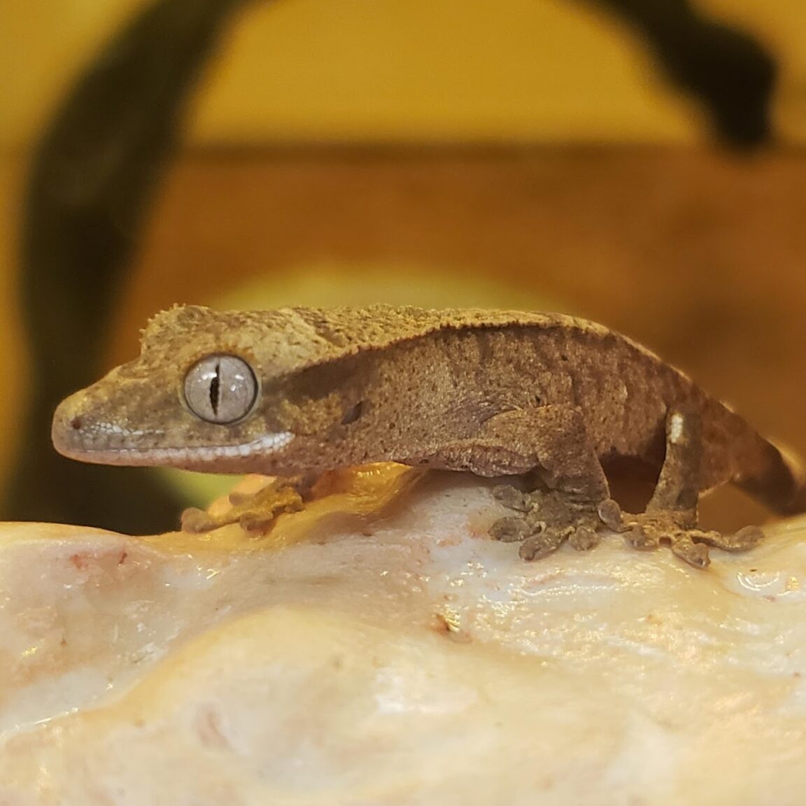 The Natural History of the Gecko - Gecko Time