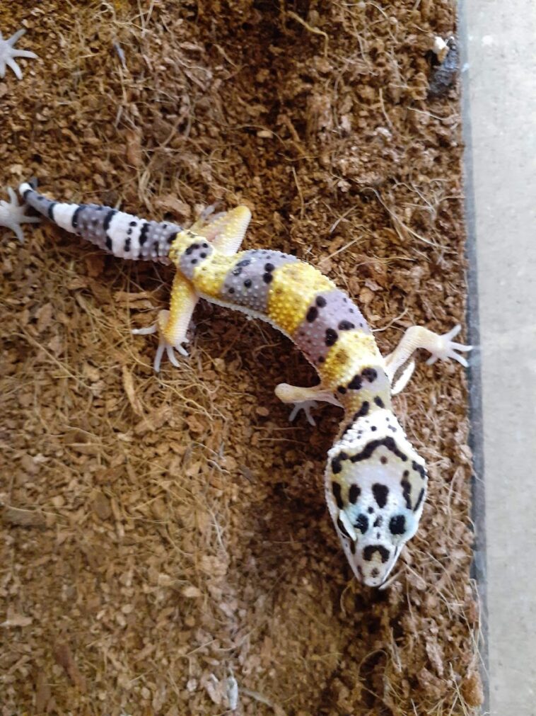 How to set up a 10 gallon terrarium for your gecko - Gecko Time